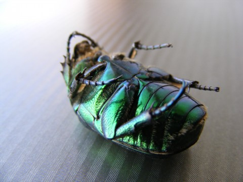 What Kind of Pesticide Is Your Exterminator Using? | Networx