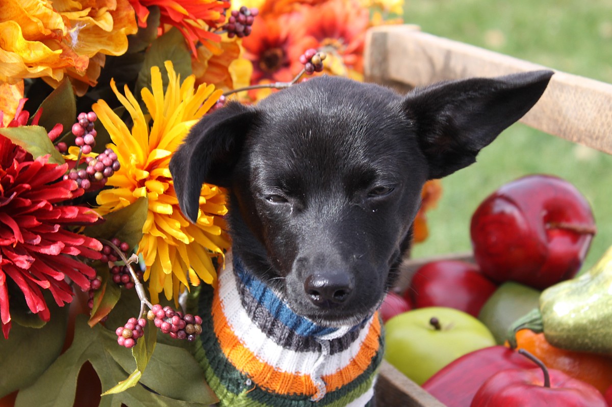 What Pesky Pests Can Your Pet Bring Inside? | Networx