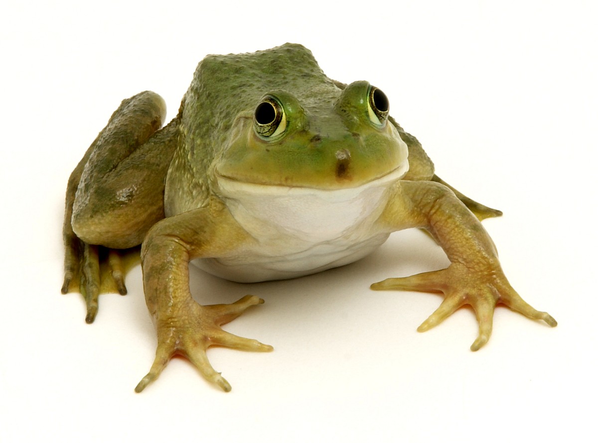 How Do You Keep Frogs and Other Critters Out of Your Toilet? | Networx