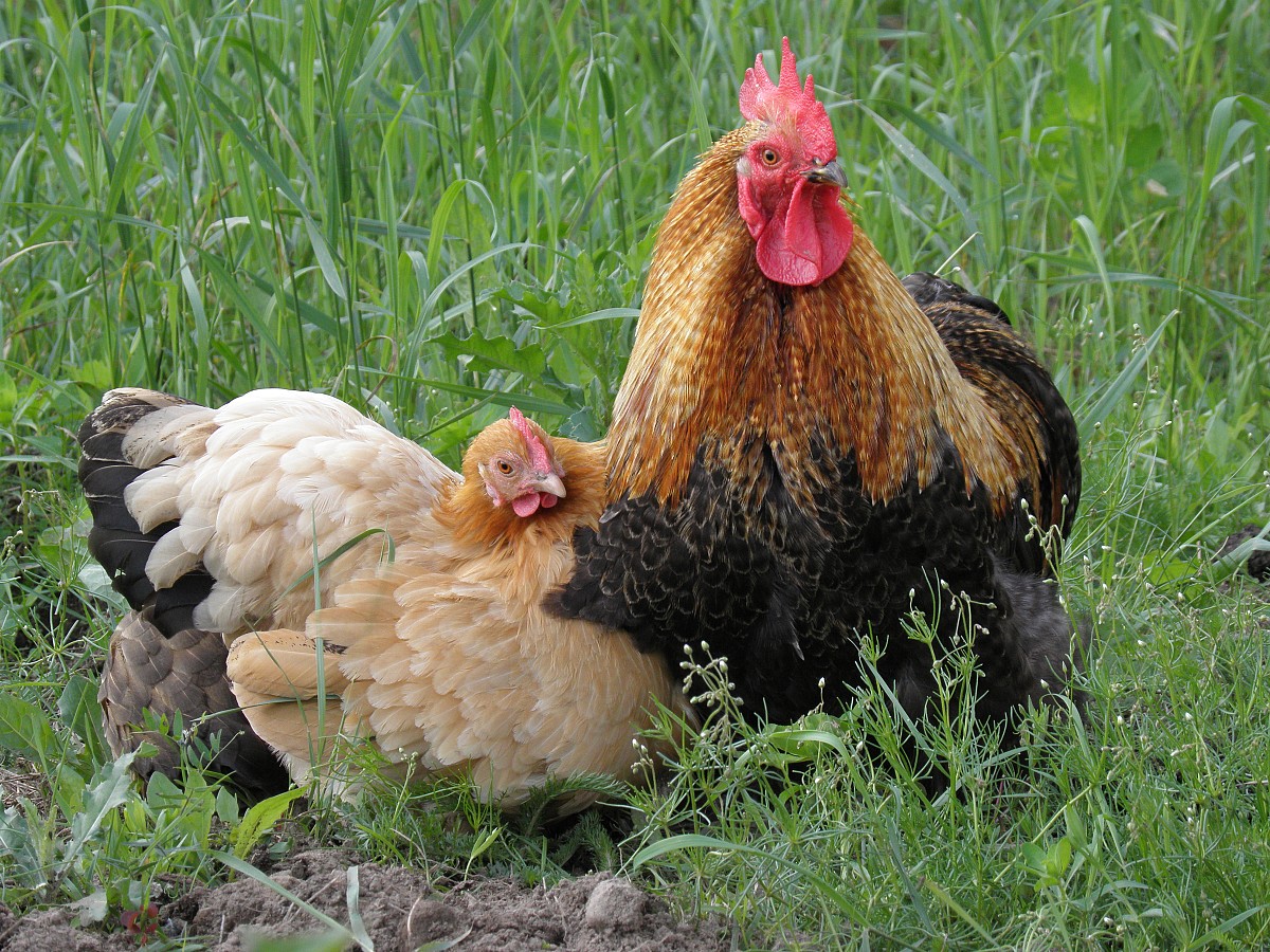 How Do You Raise Hens at Home? | Networx